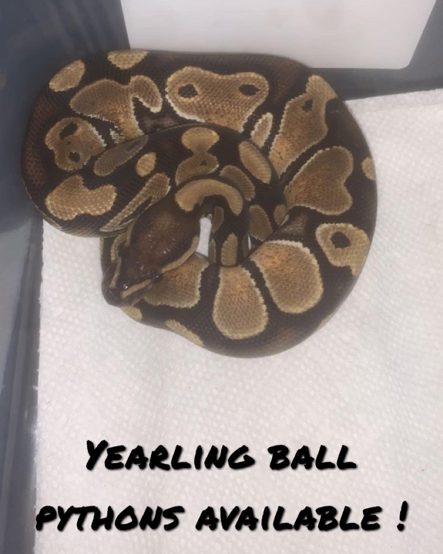 ball python pets4homes