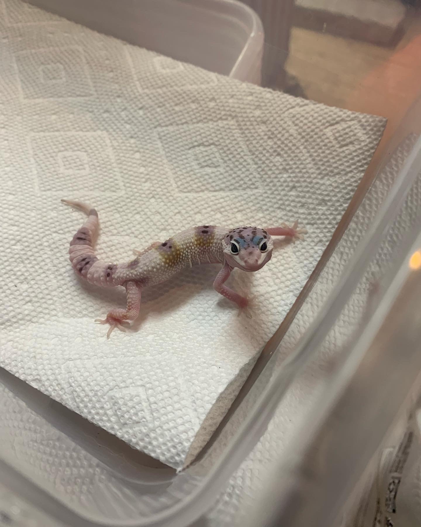 Mack Snow Leopard Gecko